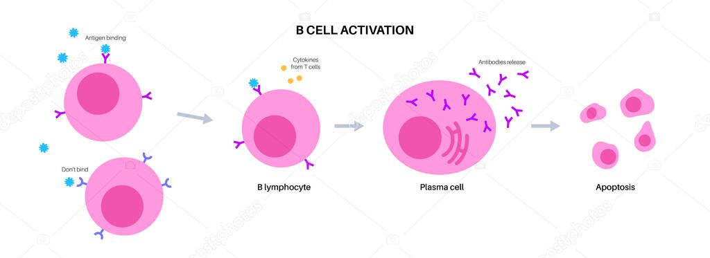 Cell binding Vector Art Stock Images | Depositphotos