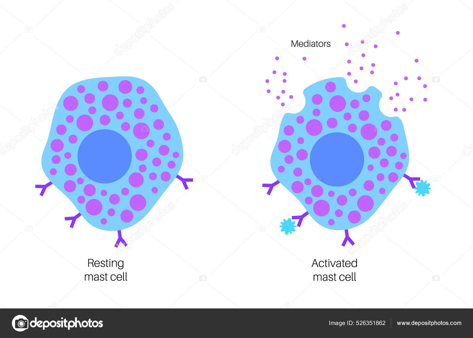 Afiche de mastocitos vector, gráfico vectorial © Pikovit imagen #526351862