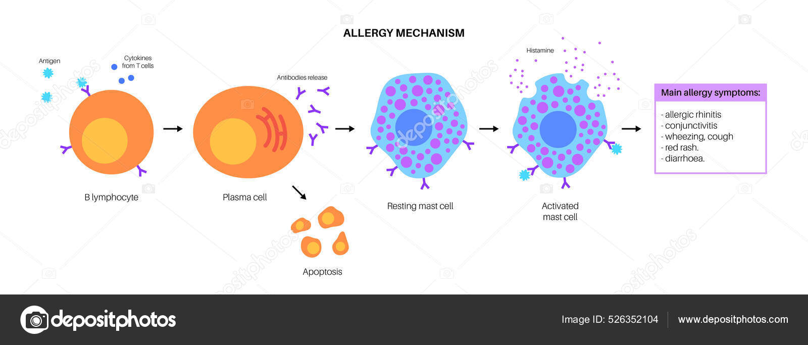 Allergy mechanism diagram Stock Vector by ©Pikovit 526352104