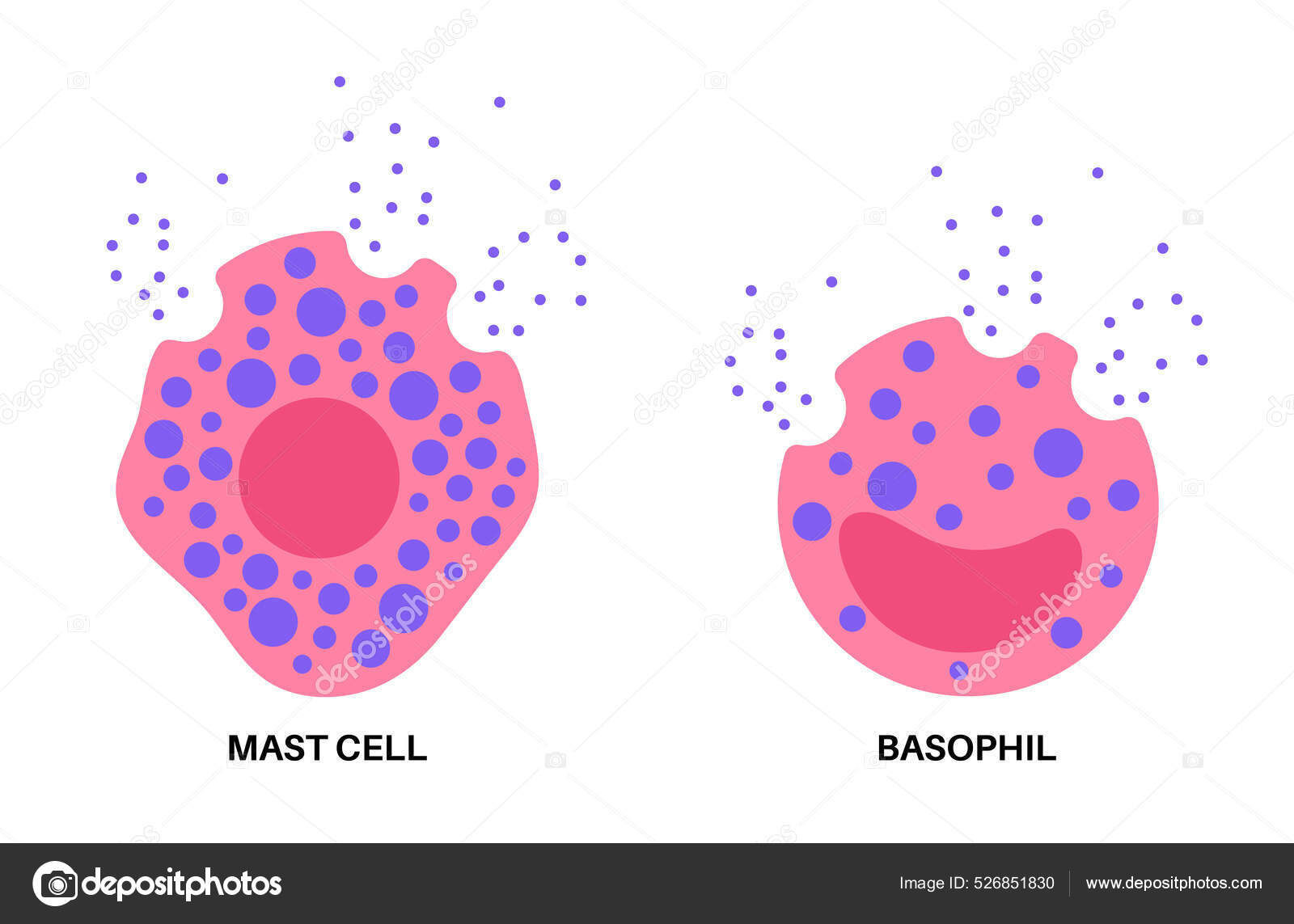 Basophil and mast cell Stock Vector Image by ©Pikovit #526851830
