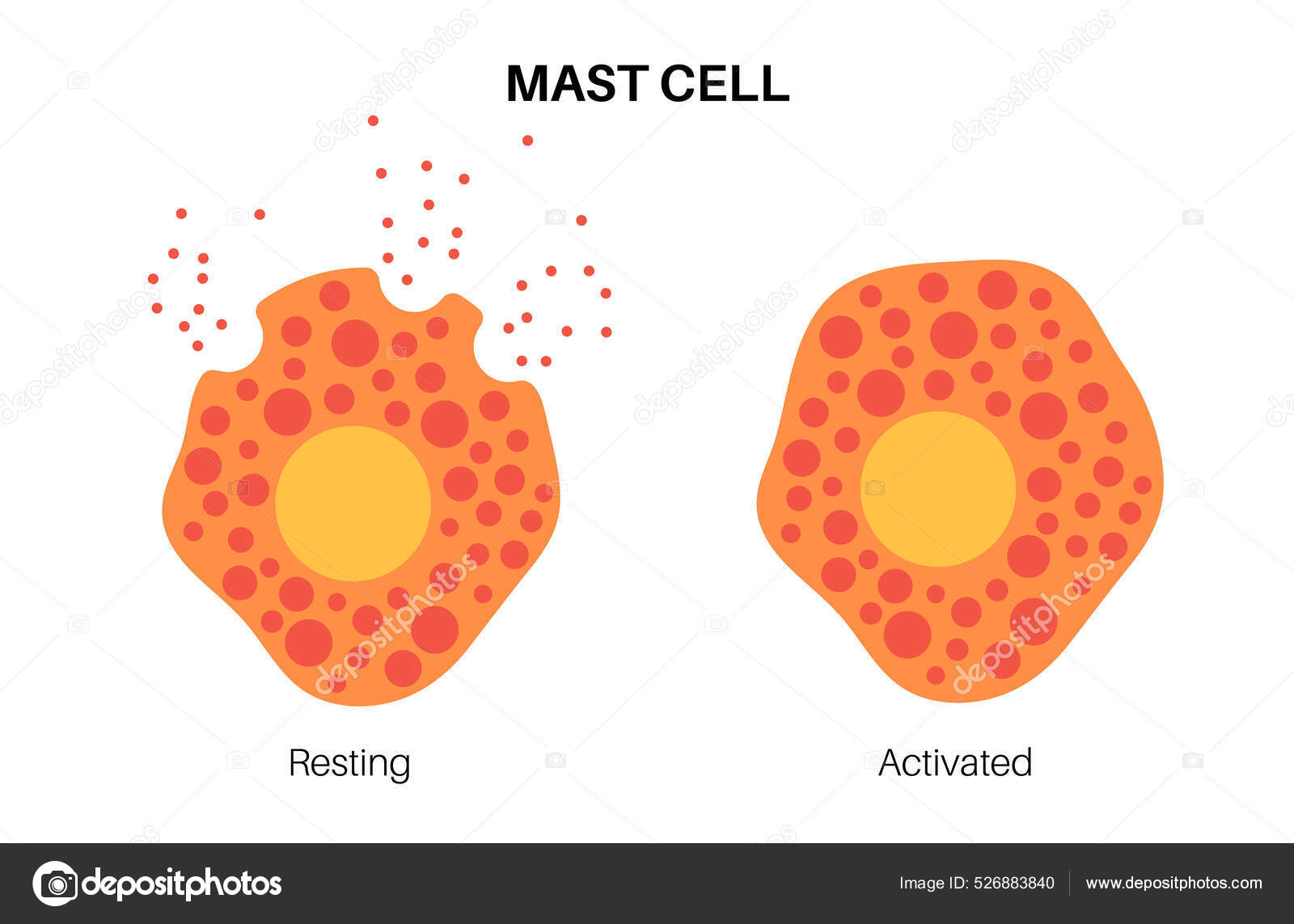 Mast cell poster Stock Vector Image by ©Pikovit #526883840