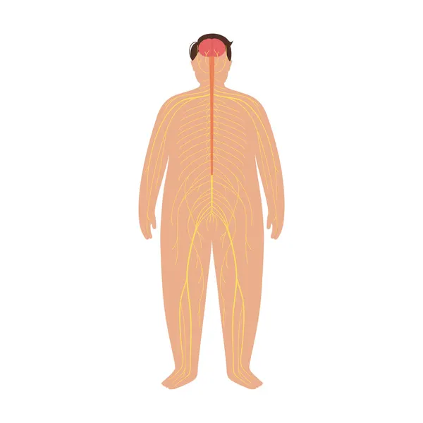 Muscular System Without Labels Front And Back