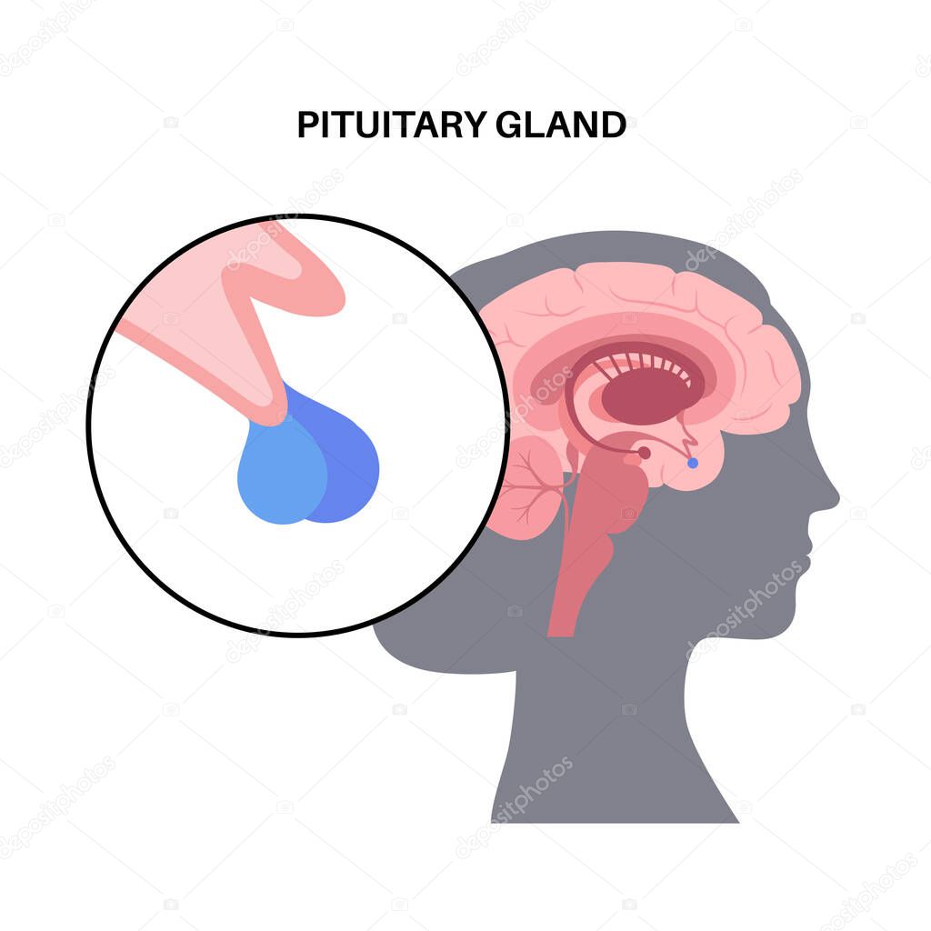 anatomía de la glándula pituitaria 2022