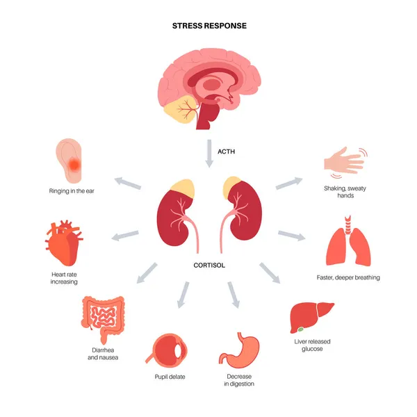 16,868,075 Stress response Vector Images | Depositphotos