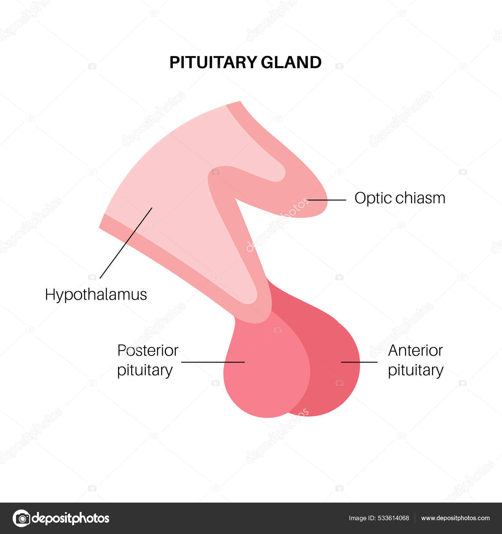 Anatomie de l'hypophyse image vectorielle par Pikovit © Illustration ...