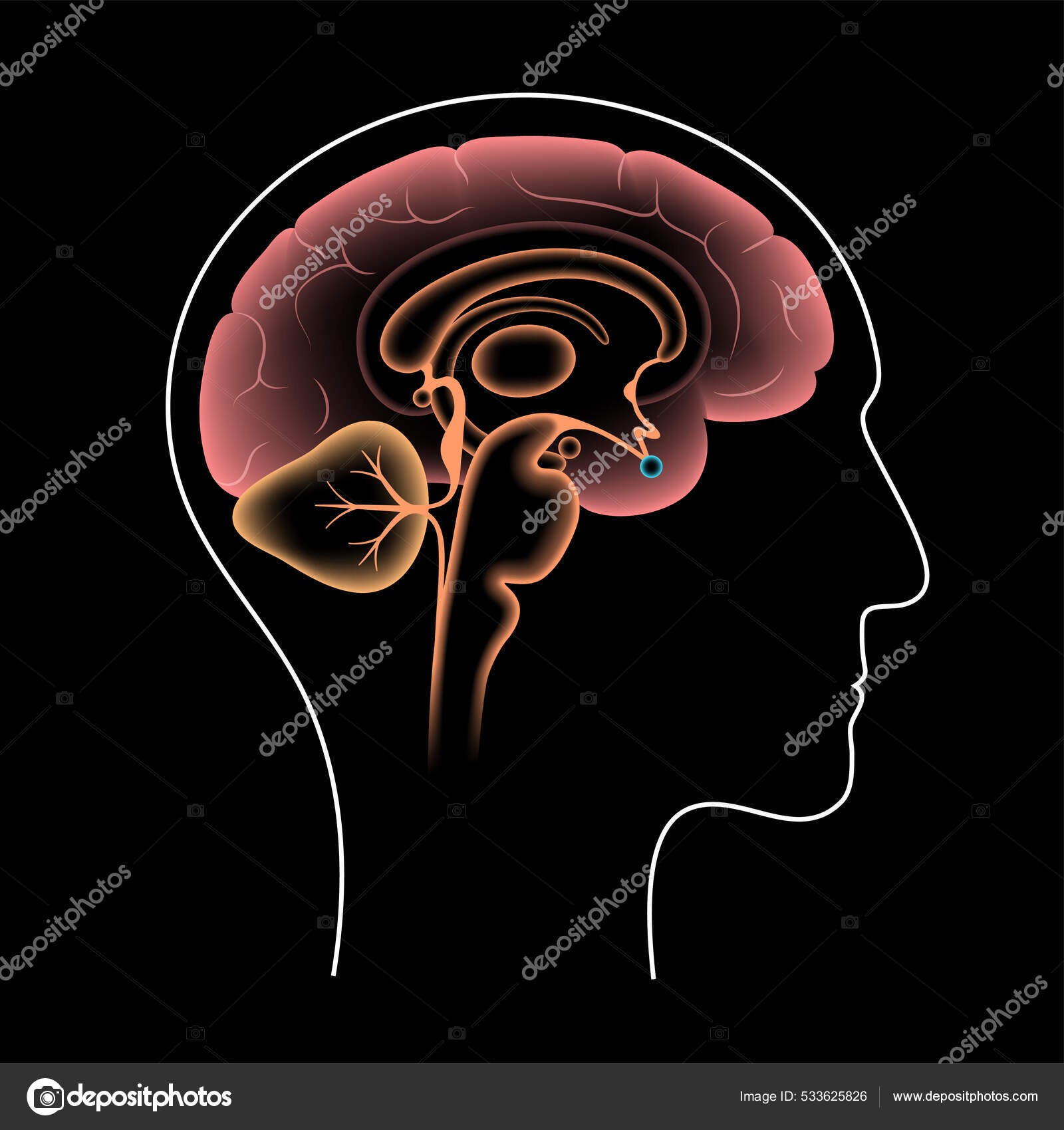 Anatomie de l'hypophyse Vecteur par ©Pikovit 533625826