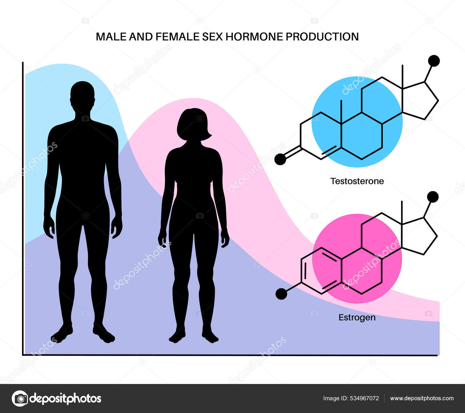 Testosterone estrogen level Stock Vector Image by ©Pikovit #534967072