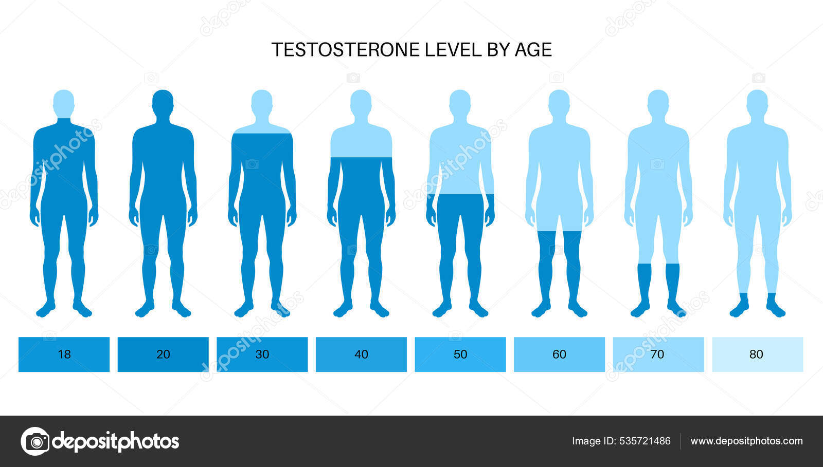 Testosterone level chart Stock Vector by ©Pikovit 535721486 Testosterone level chart Stock Vector by ©Pikovit 535721486