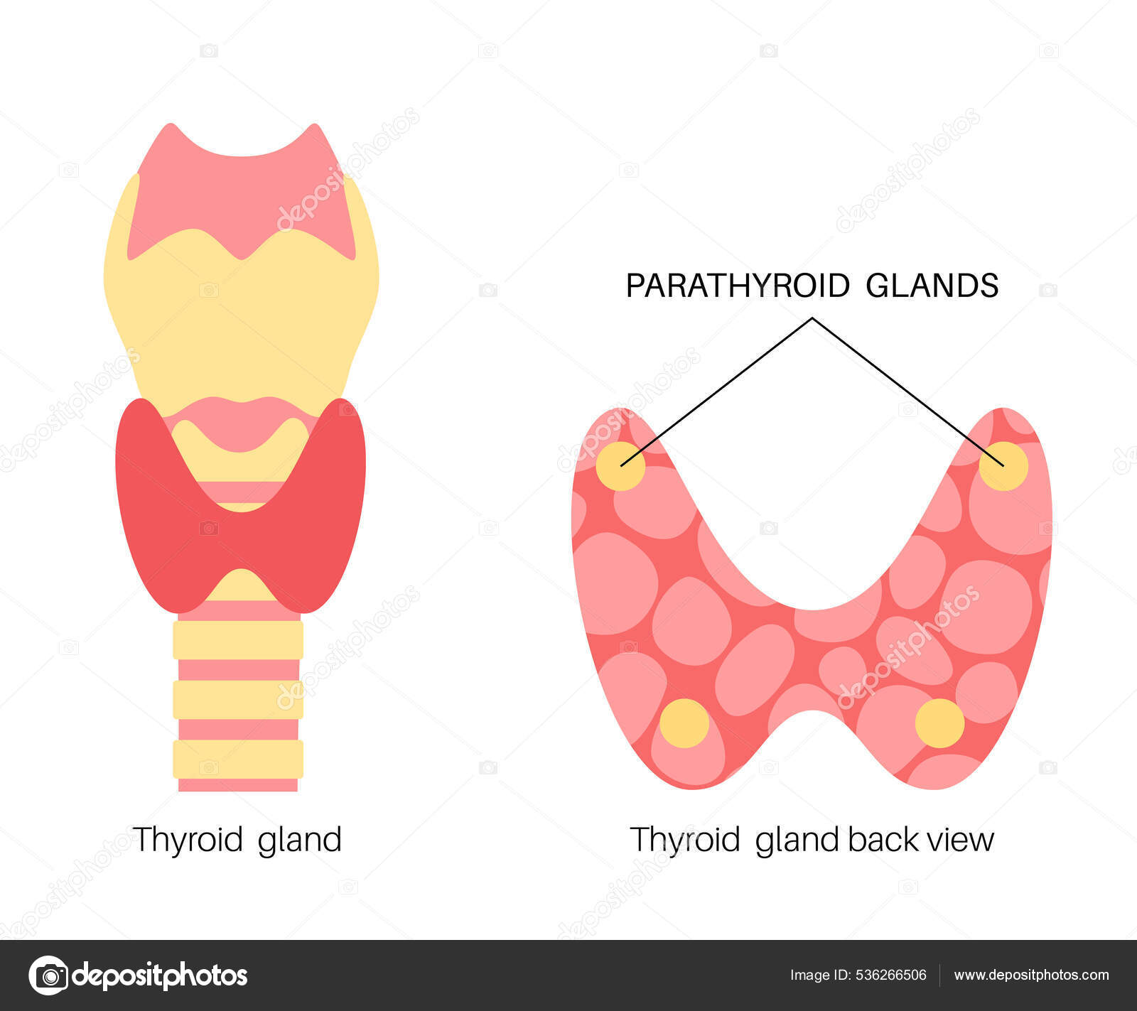 Parathyroid gland anatomy Stock Vector Image by ©Pikovit #536266506