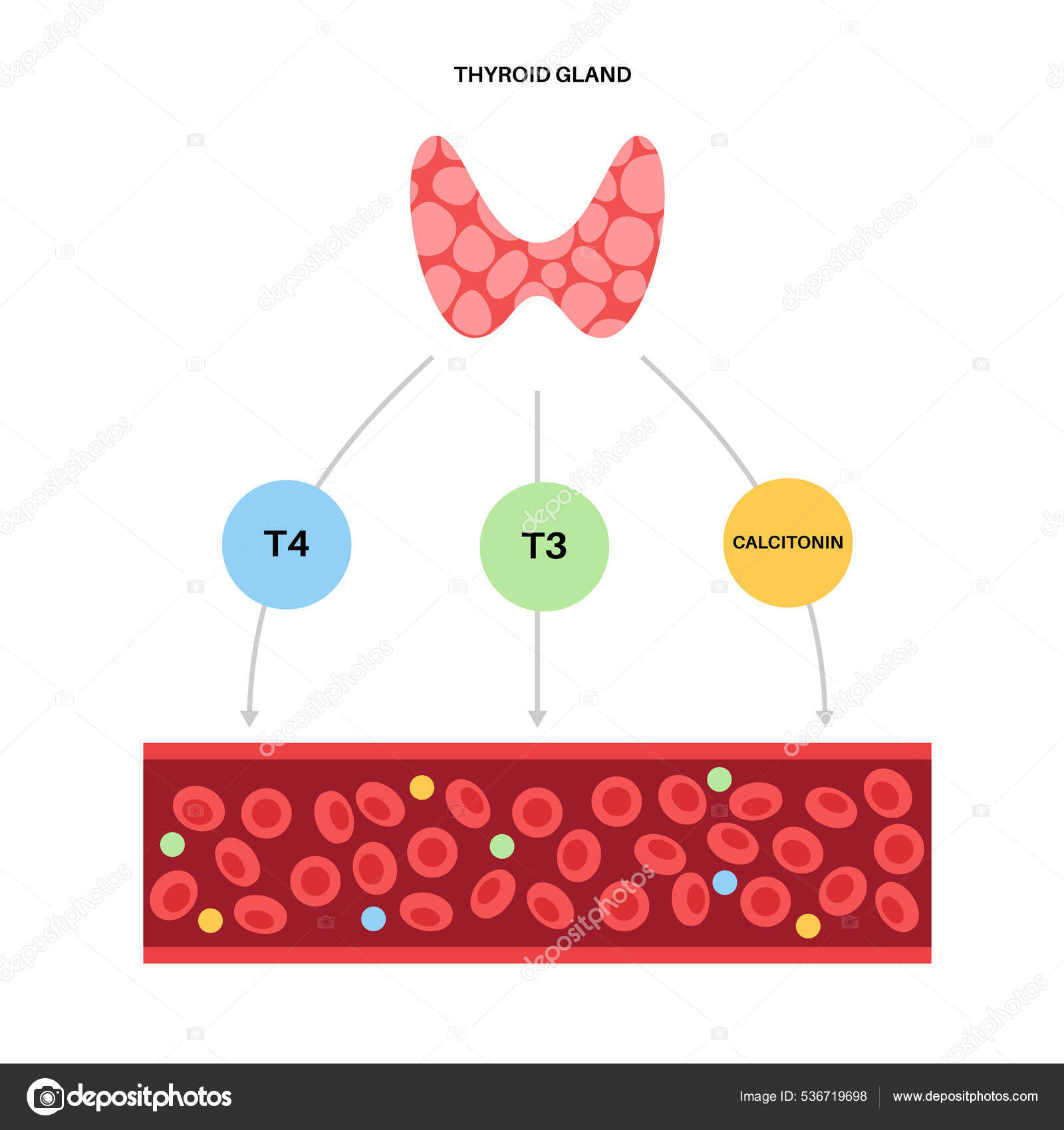 Diagrama de hormonas tiroideas Vector de stock #536719698 de ©Pikovit