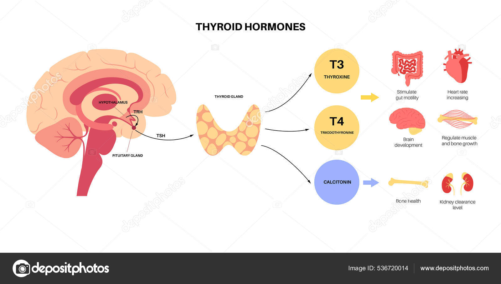 Diagrama de hormonas tiroideas vector, gráfico vectorial © Pikovit imagen #536720014