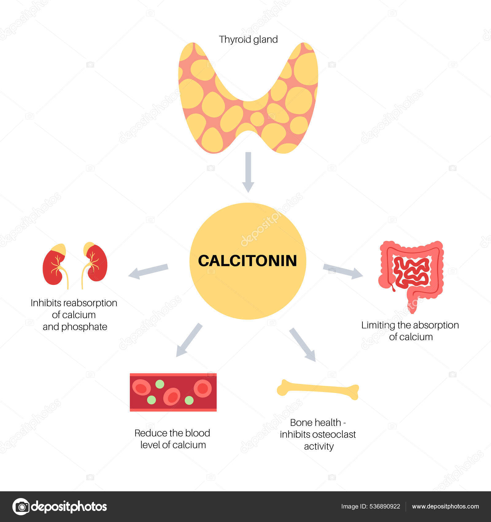 Calcitonin Hormone Calcitonin Hormone