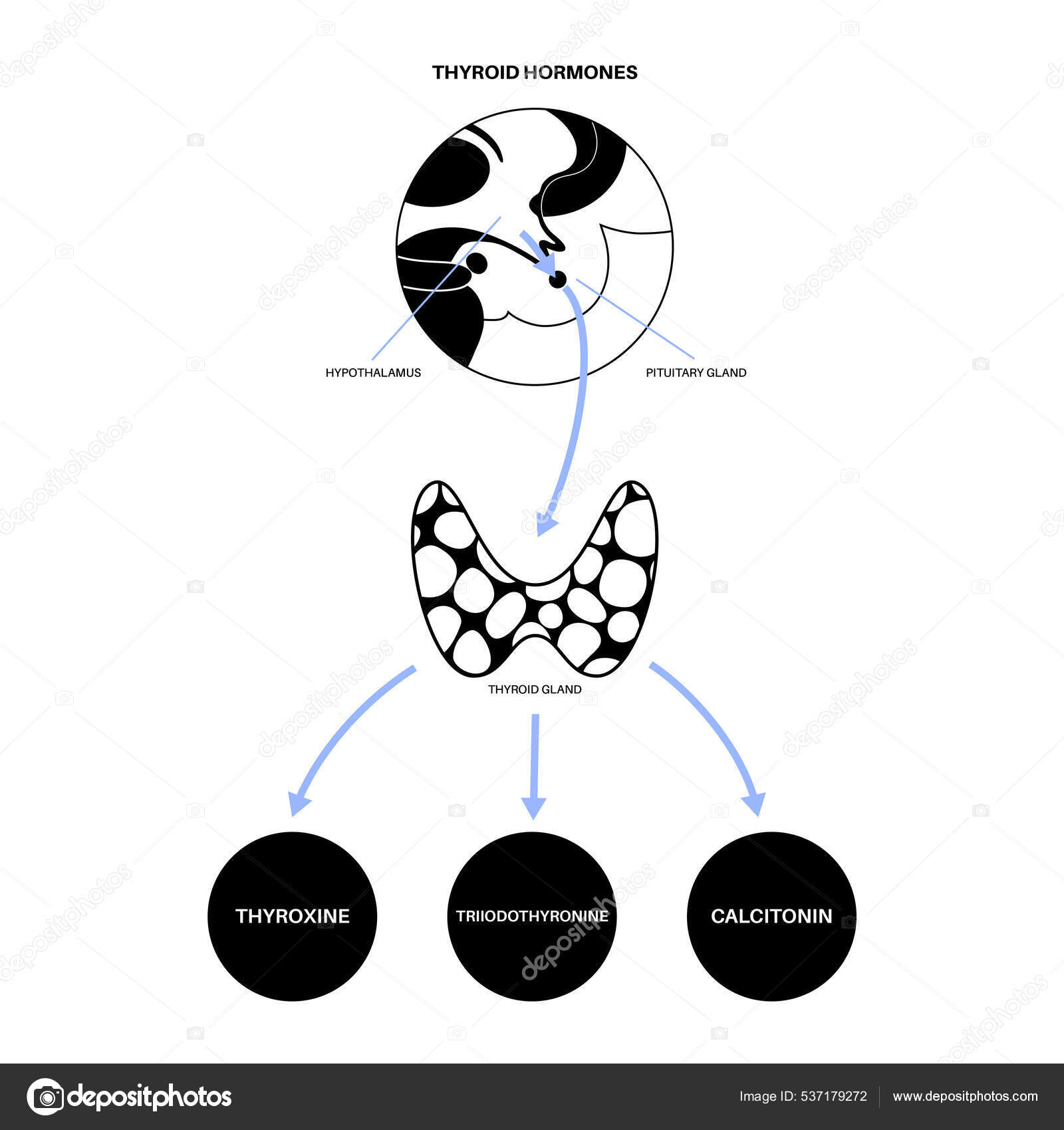 Thyroid hormones diagram Stock Vector Image by ©Pikovit #537179272