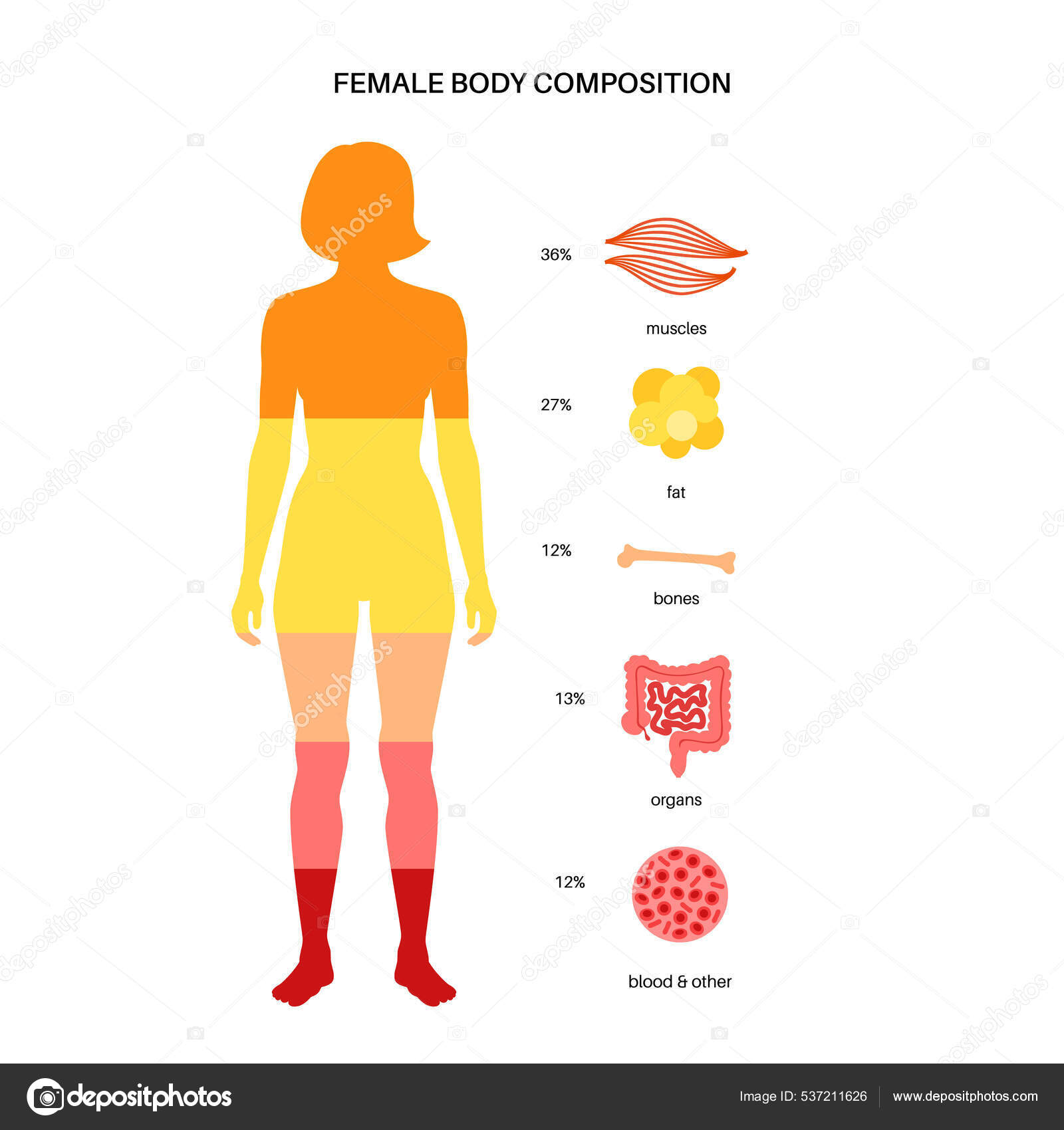 Composición del cuerpo humano Vector de stock por ©Pikovit 537211626
