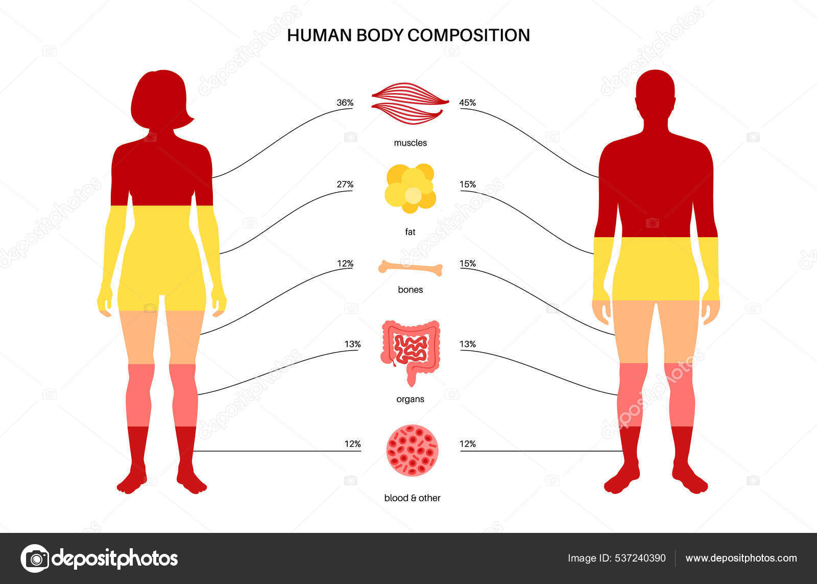 Human body composition Stock Vector Image by ©Pikovit #537240390
