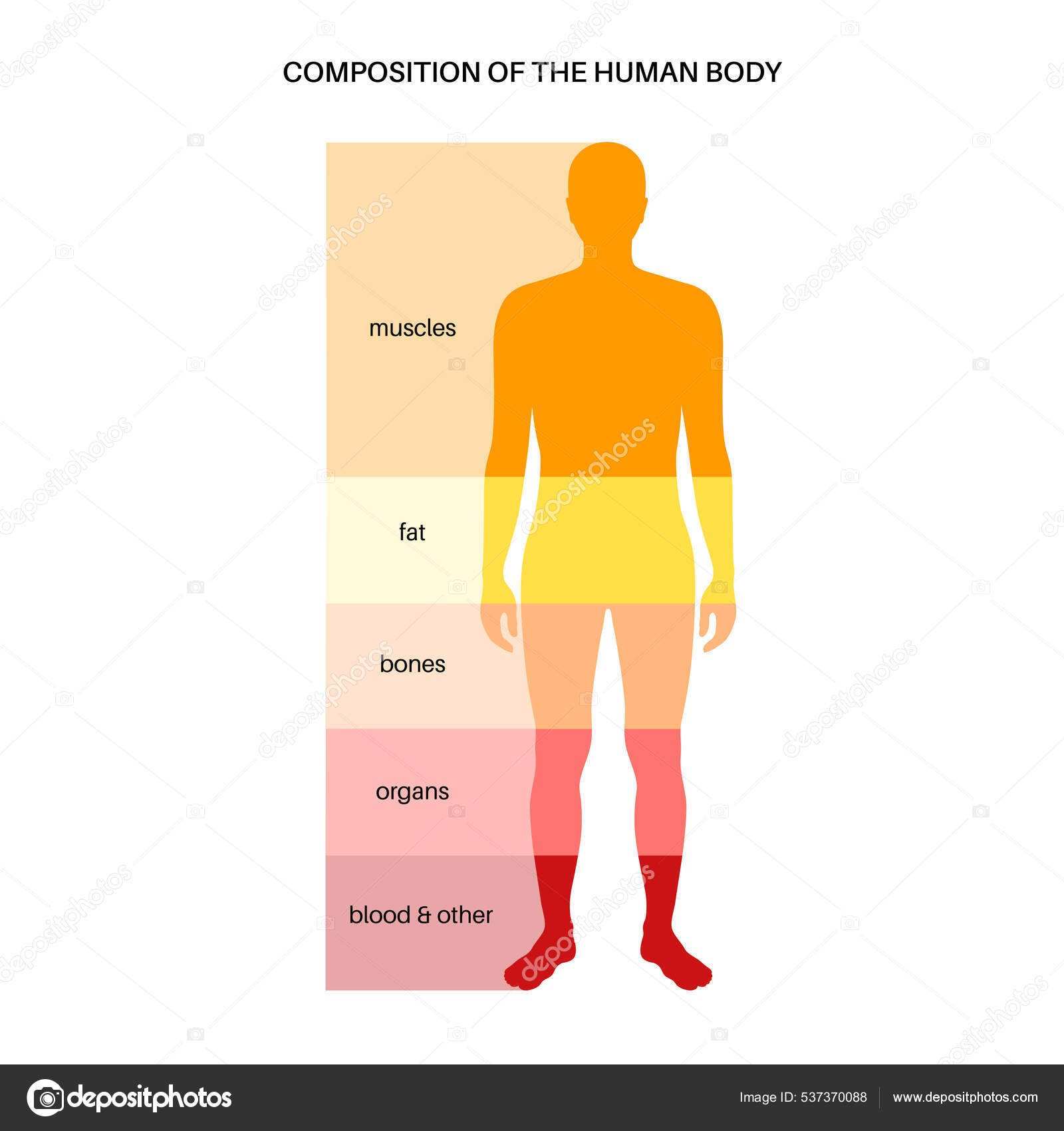 Composición del cuerpo humano Vector de stock #537370088 de ©Pikovit