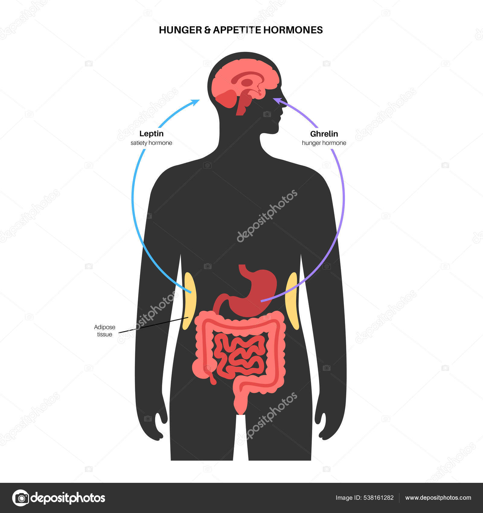 Hunger appetite hormones Stock Vector Image by ©Pikovit #538161282
