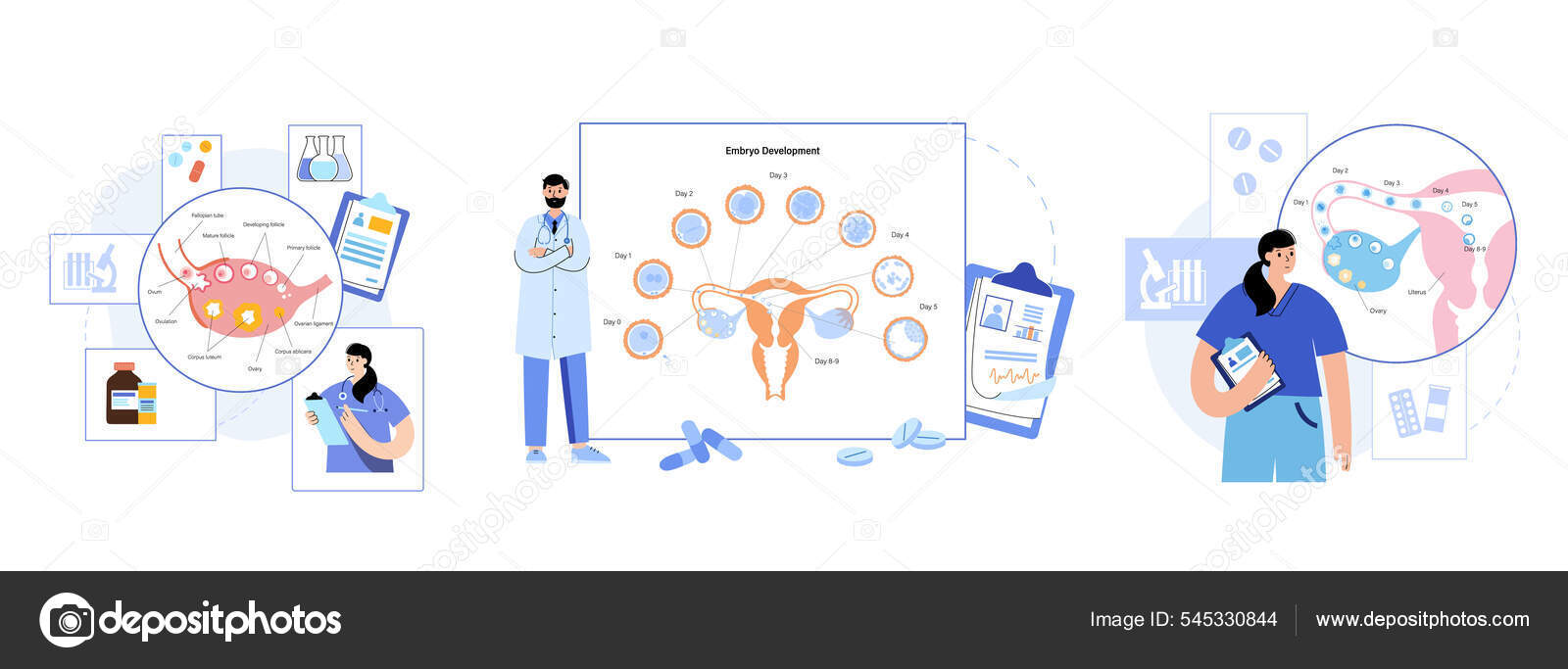 Embryo development concept Stock Vector Image by ©Pikovit #545330844