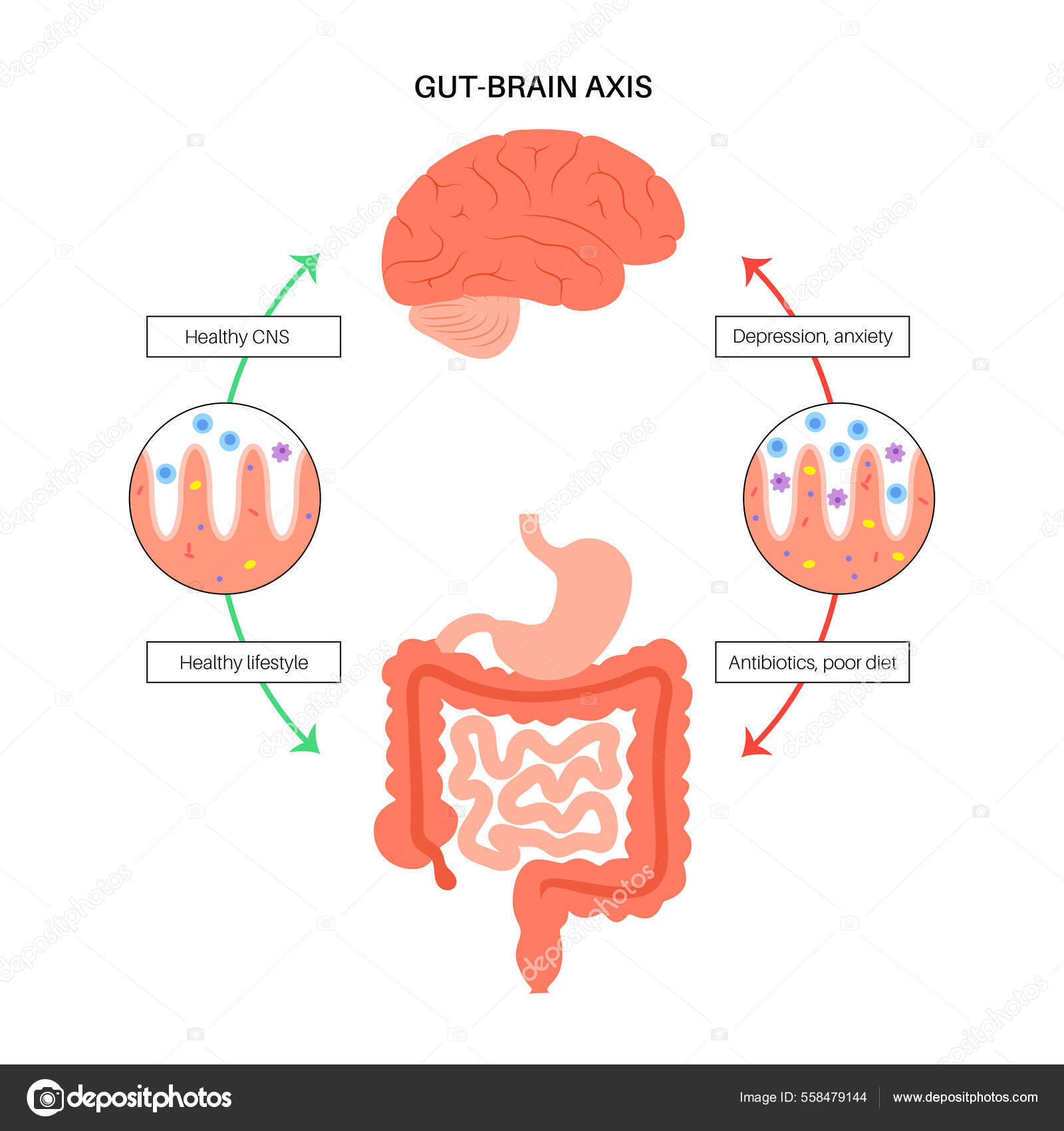 Conexión cerebral intestinal vector, gráfico vectorial © Pikovit imagen ...