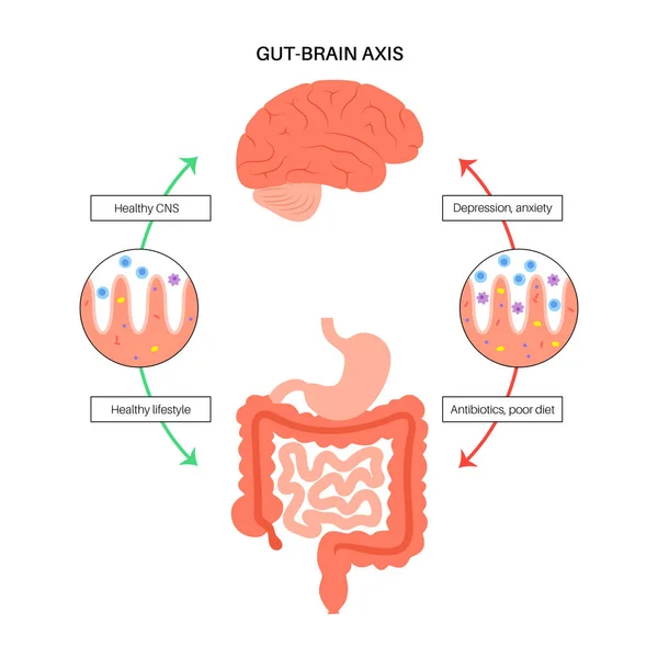 Gut brain connection Stock Vector by ©Pikovit 499388766