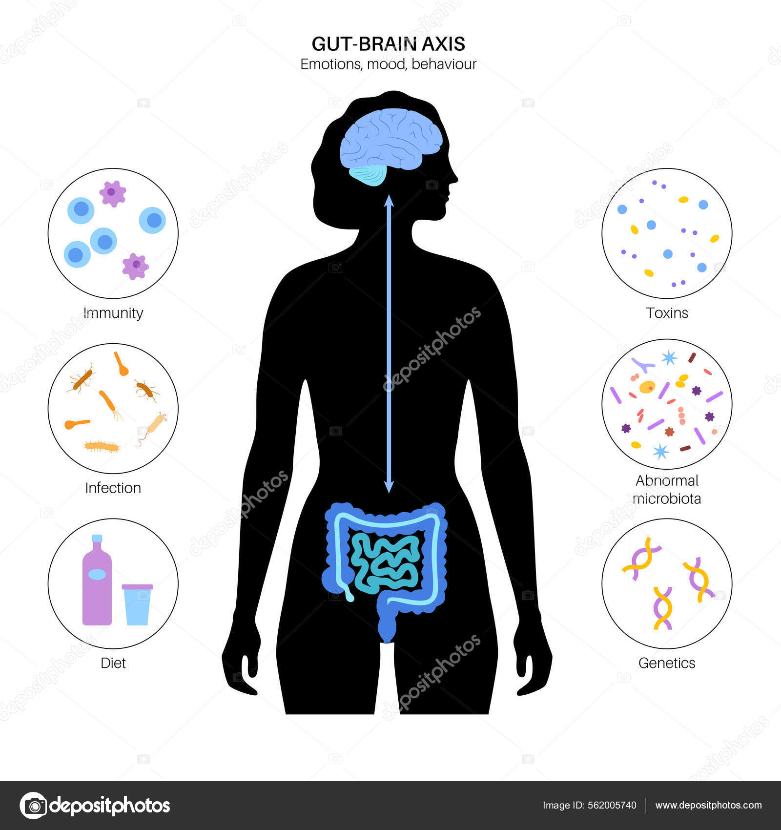 Gut brain connection Stock Vector by ©Pikovit 562005740