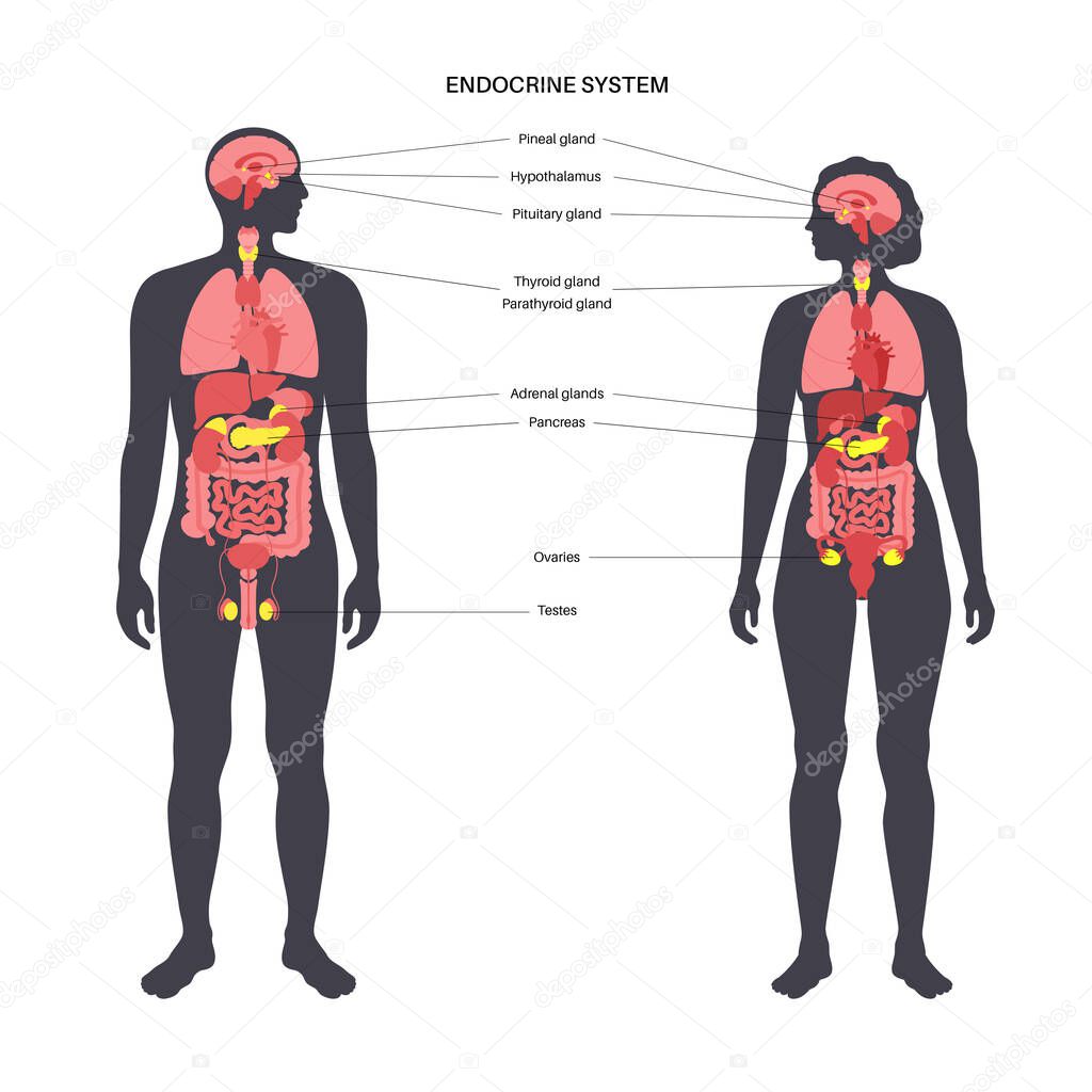 Sistema endocrino humano Vector de stock por ©Pikovit 564295192