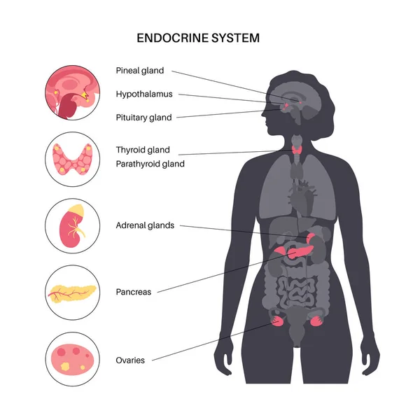 Endocrine System Function For Kids