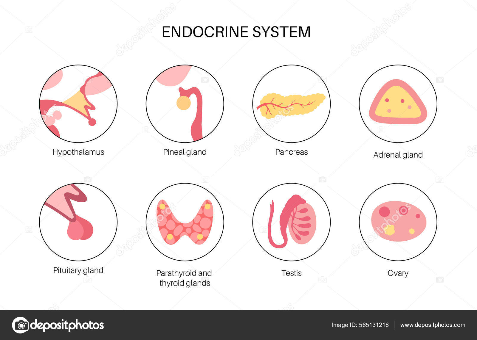 Sistema endocrino humano Vector de stock #565131218 de ©Pikovit