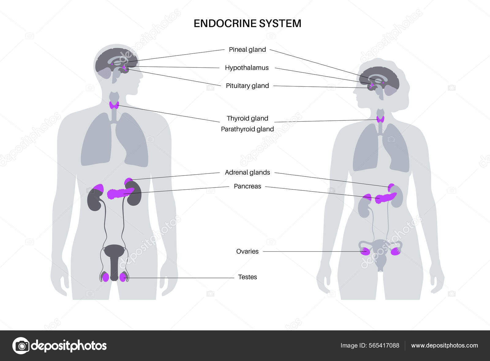 Endocrine System Unlabeled Diagram The Endocrine System