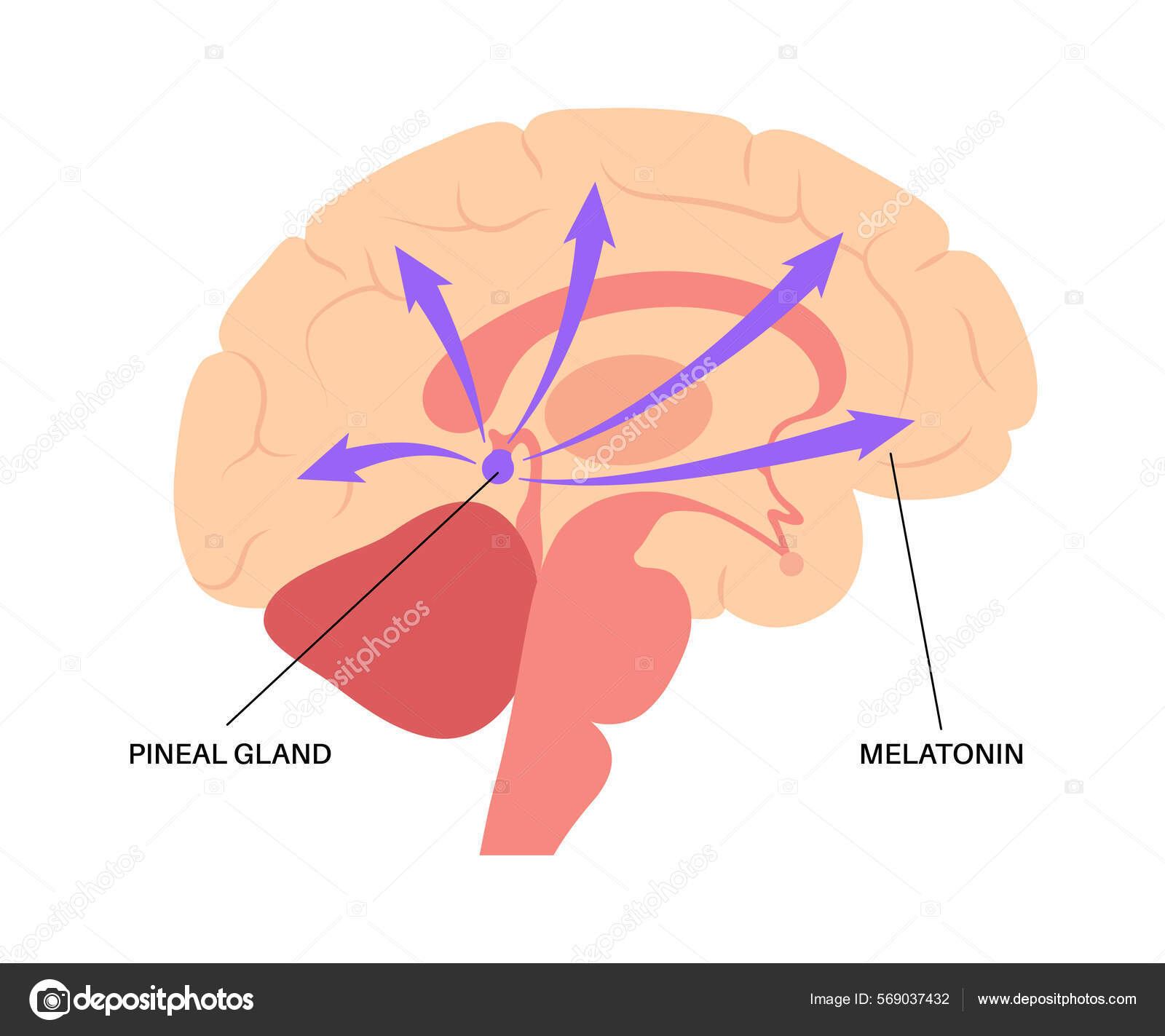 Anatomi kelenjar pinus Vektor Stok oleh ©Pikovit 569037432