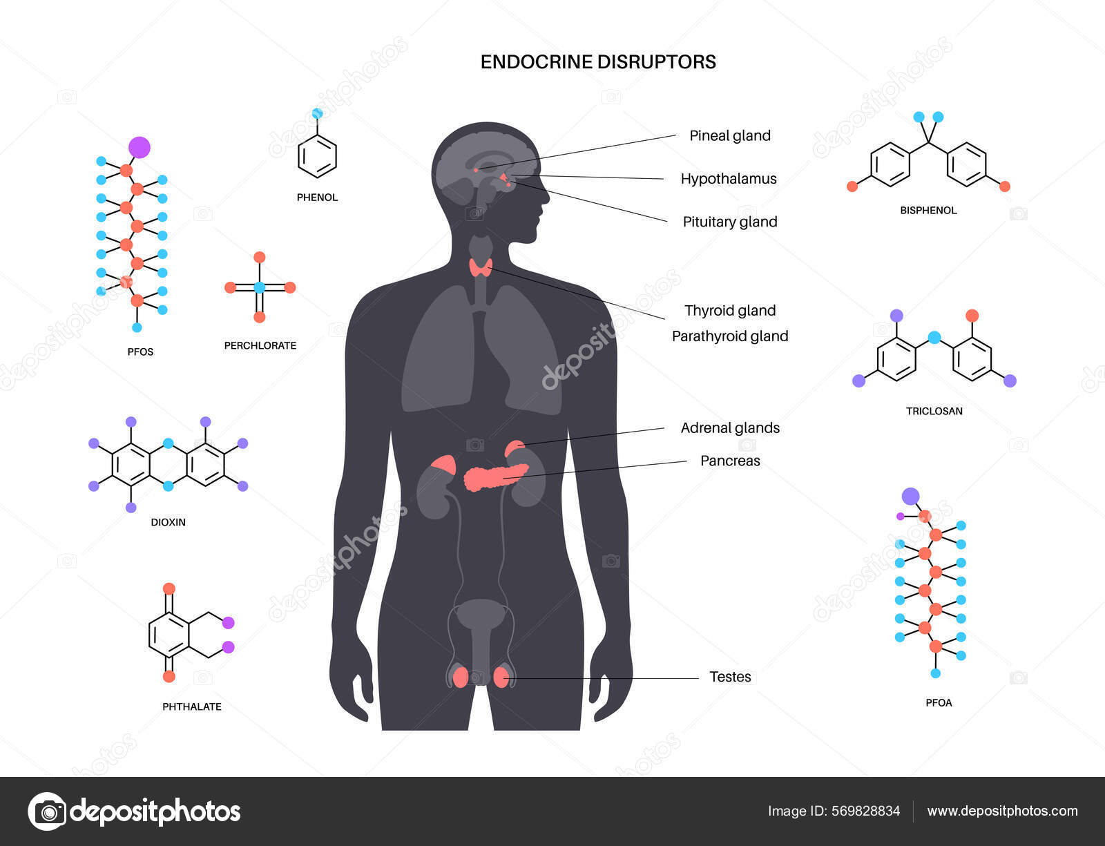 Endocrine disruptors poster Stock Vector by ©Pikovit 569828834
