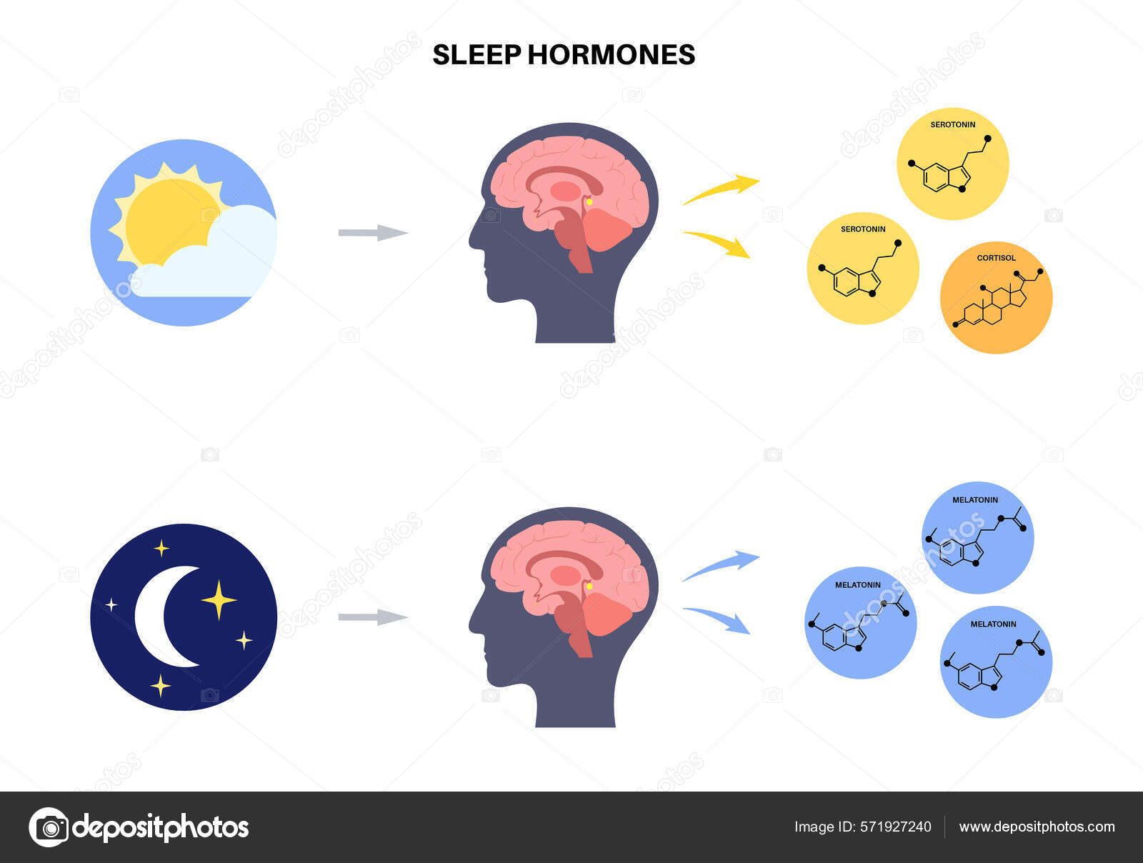 Sleep wake cycle Stock Vector by ©Pikovit 571927240