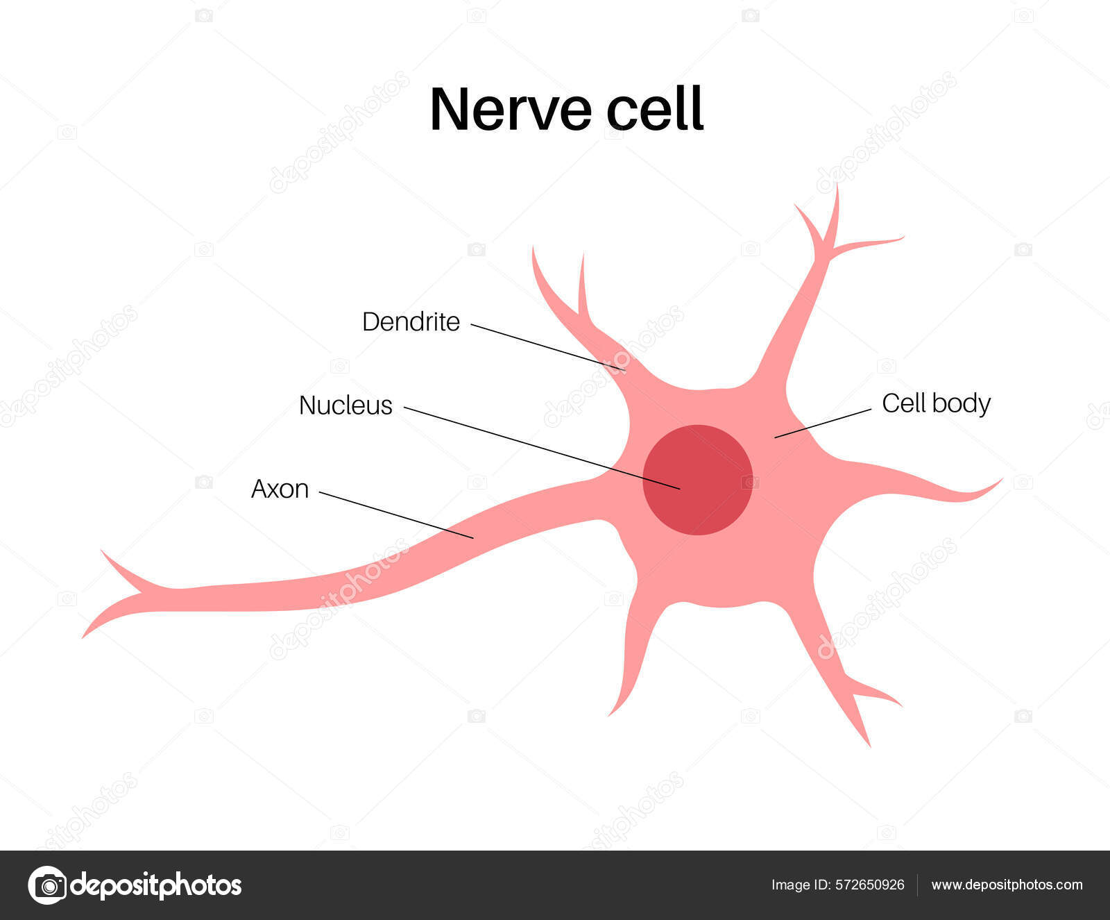 Neuron anatomy poster Stock Vector by ©Pikovit 572650926