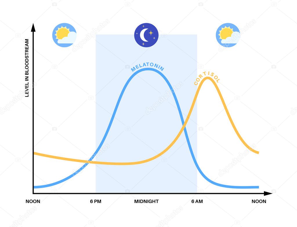 Circadian rhythm infographic poster. Melatonin and cortisol are ...