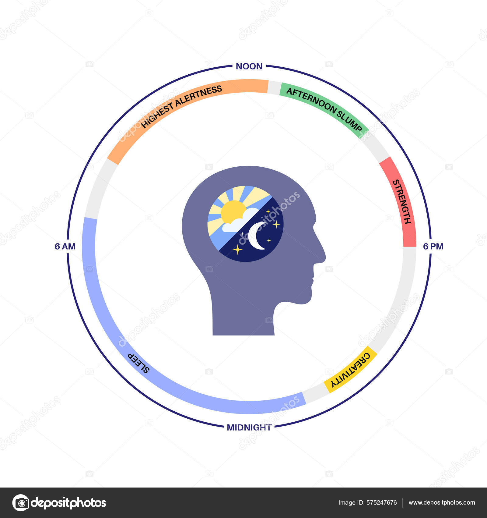 Circadian Rhythm Infographic Poster Melatonin Serotonin Produced Human ...