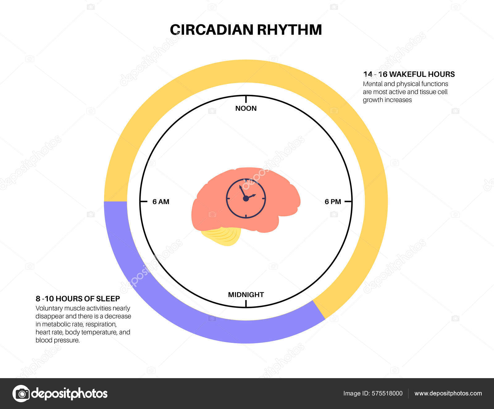 Circadian Rhythm Infographic Poster Melatonin Serotonin Produced Human ...