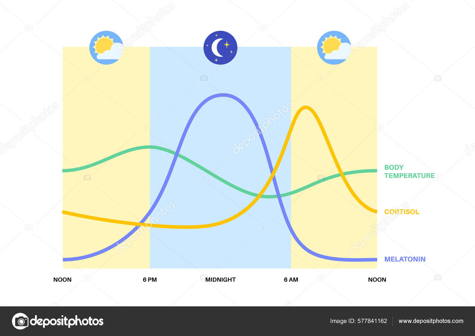 Circadian Rhythm Infographic Poster Melatonin Cortisol Produced Human ...