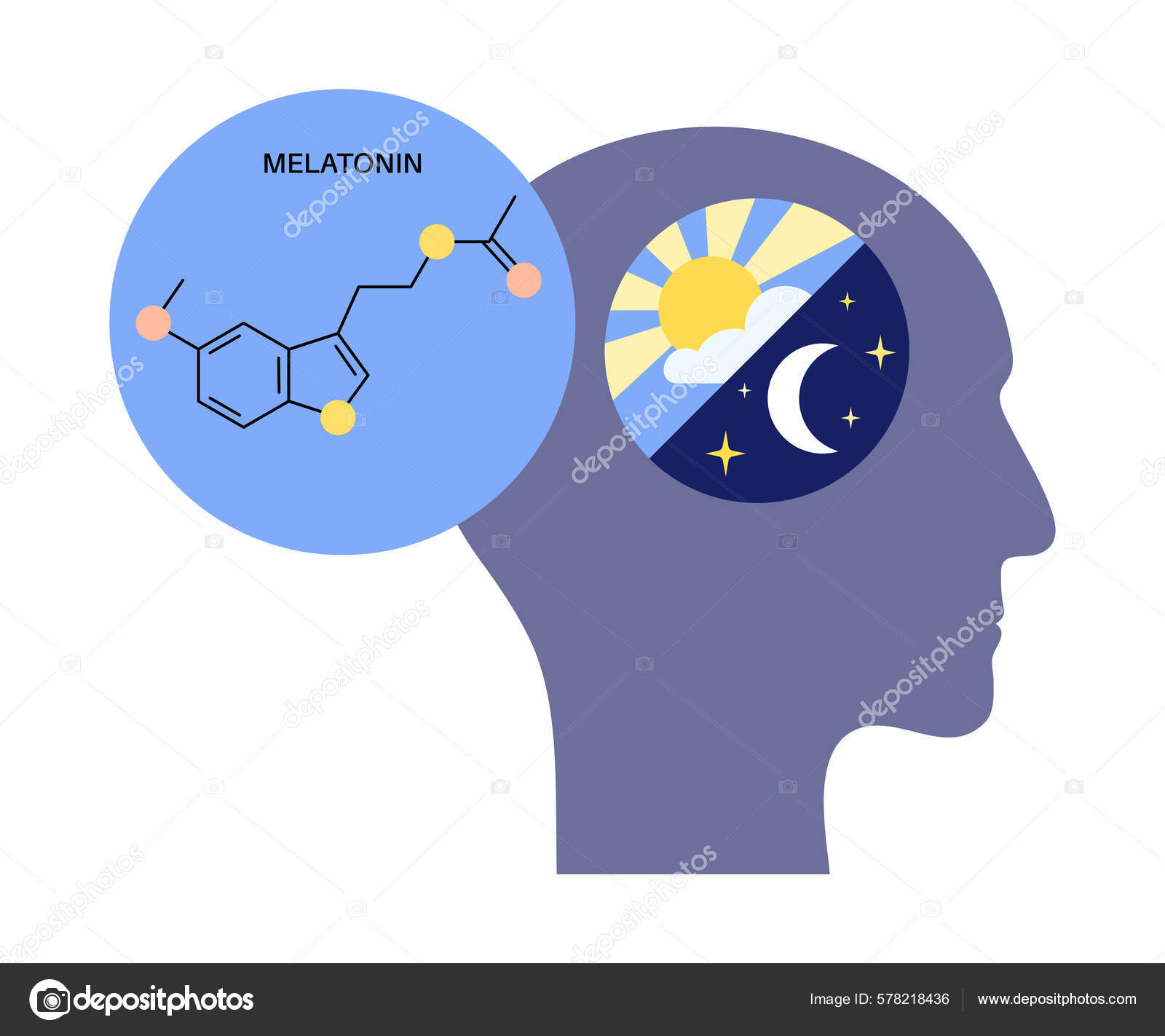 Image vectorielle Mélatonine Sérotonine Sont Produites Dans Cerveau ...