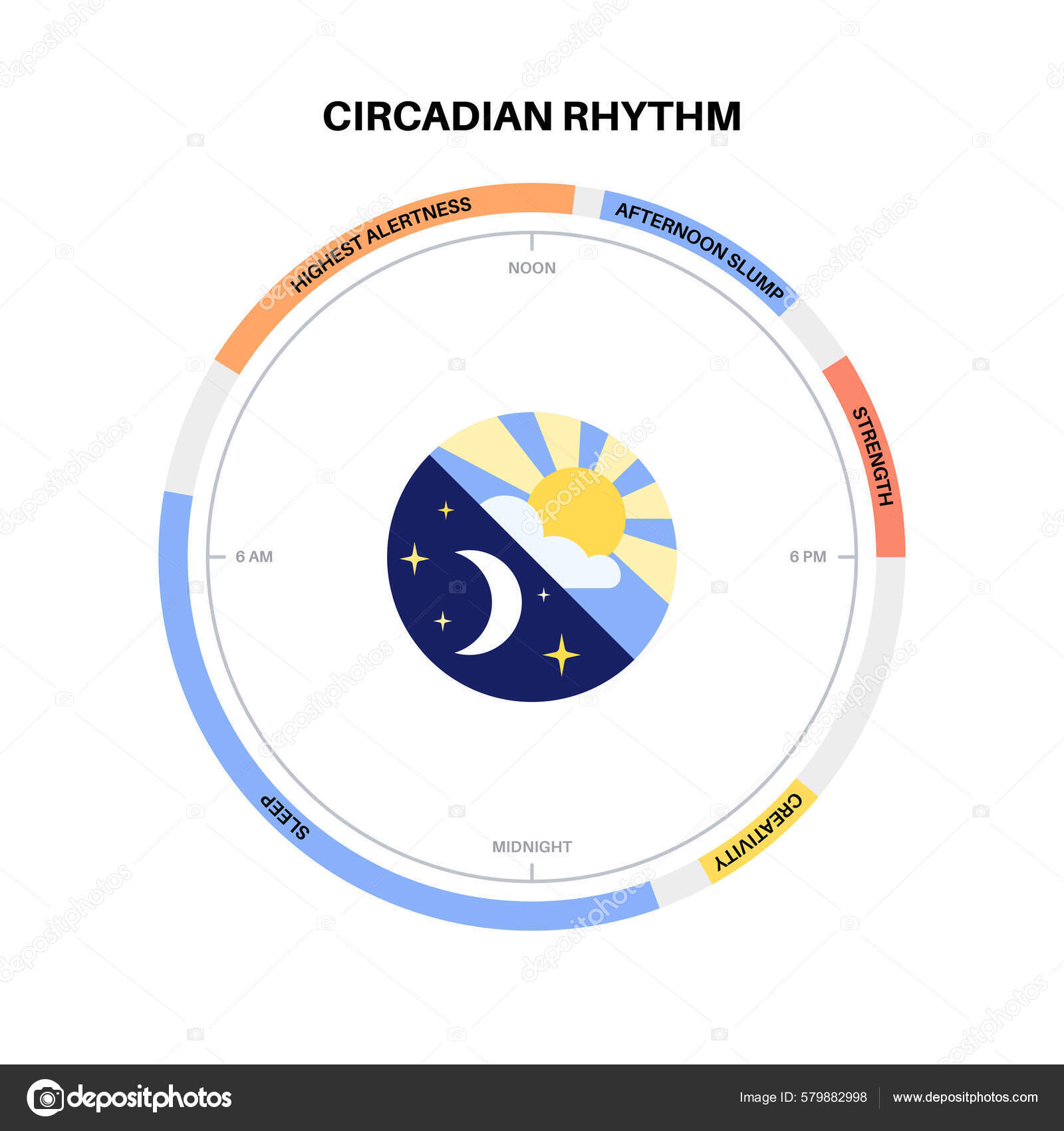 Circadian Rhythm Infographic Poster Melatonin Serotonin Produced Human ...
