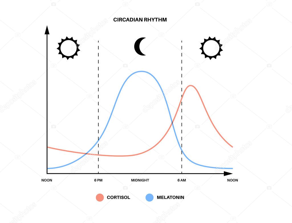 Cartel de infografía rítmica circadiana. La melatonina y el cortisol se ...