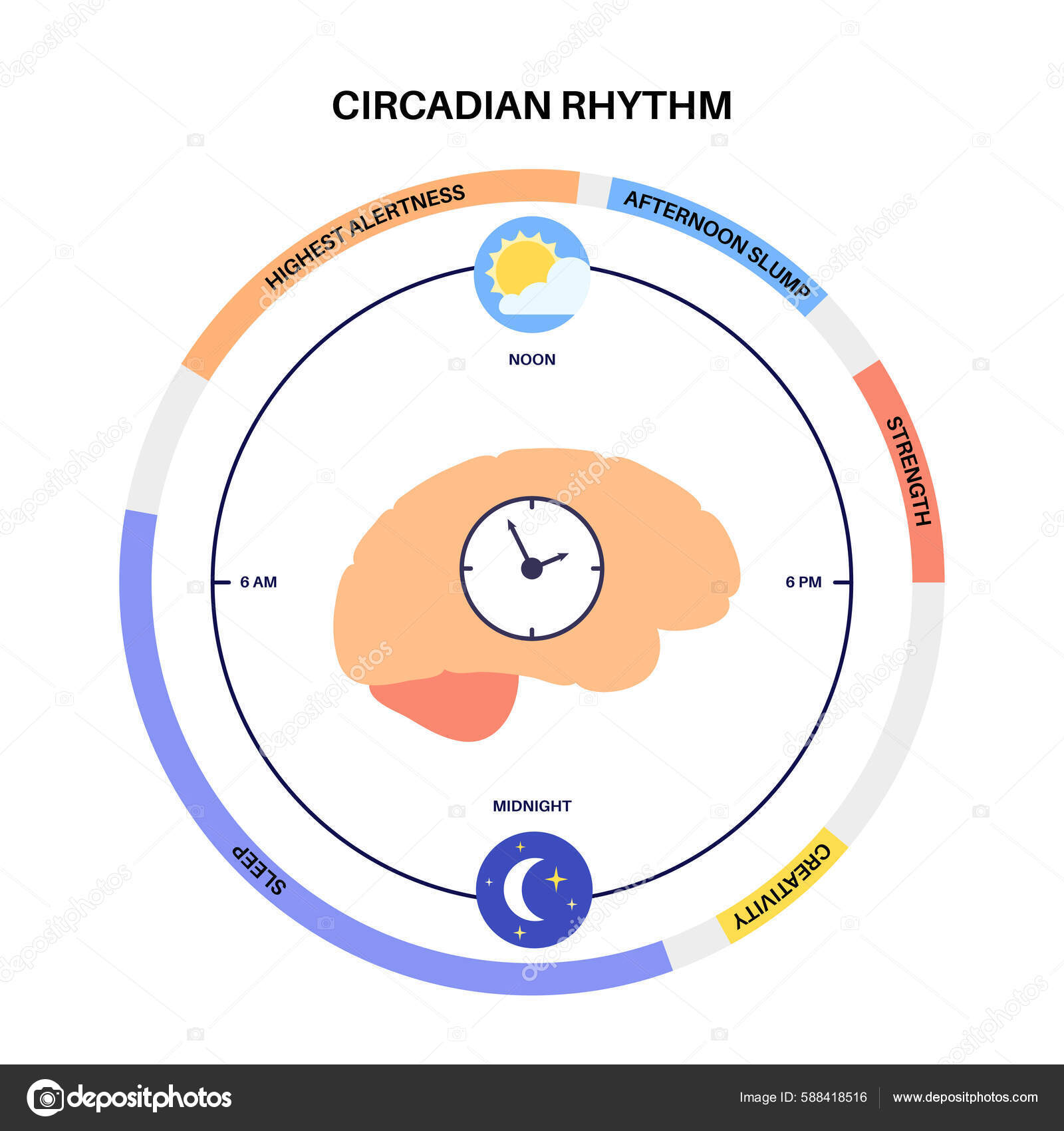 Circadian Rhythm Infographic Poster Melatonin Serotonin Produced Human Brain Colorful Vector de ...