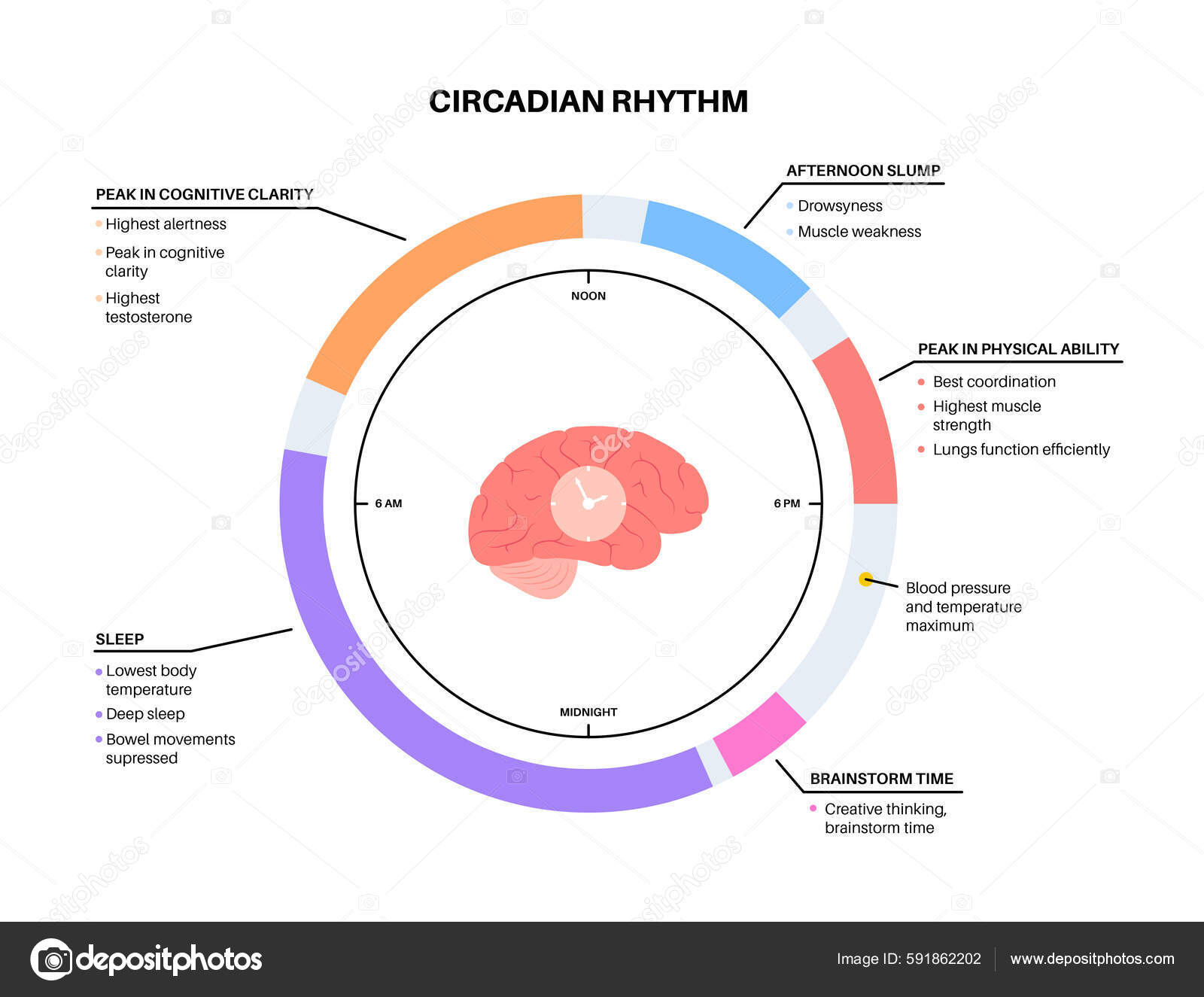 Circadian Rhythm Infographic Poster Melatonin Serotonin Produced Human Brain Colorful Stock ...