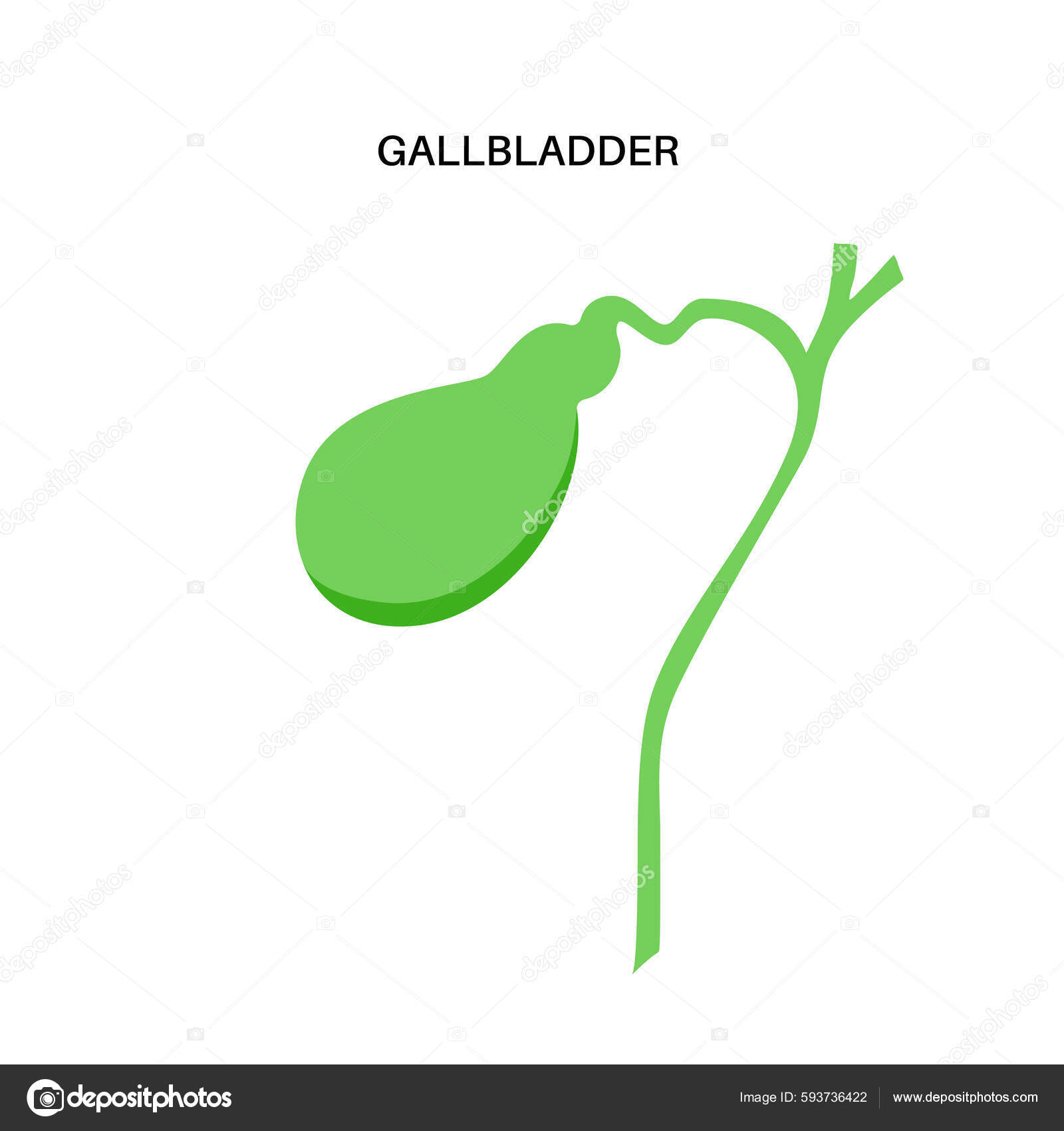 Gallbladder Anatomical Poster Banner Education Scheme Biliary Ducts ...