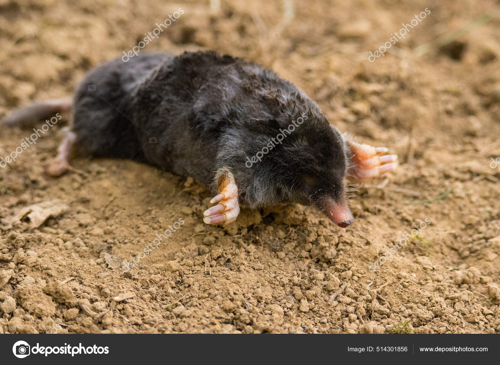 Avrupa Köstebeği Talpa Europaea Eulipotyphla Familyasından Bir Memeli ...