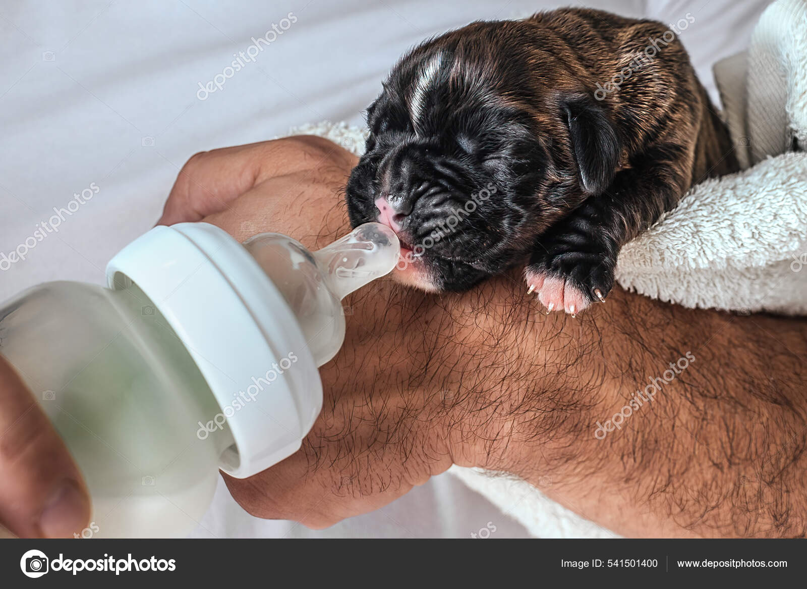 Newborn Baby Boxer Puppies