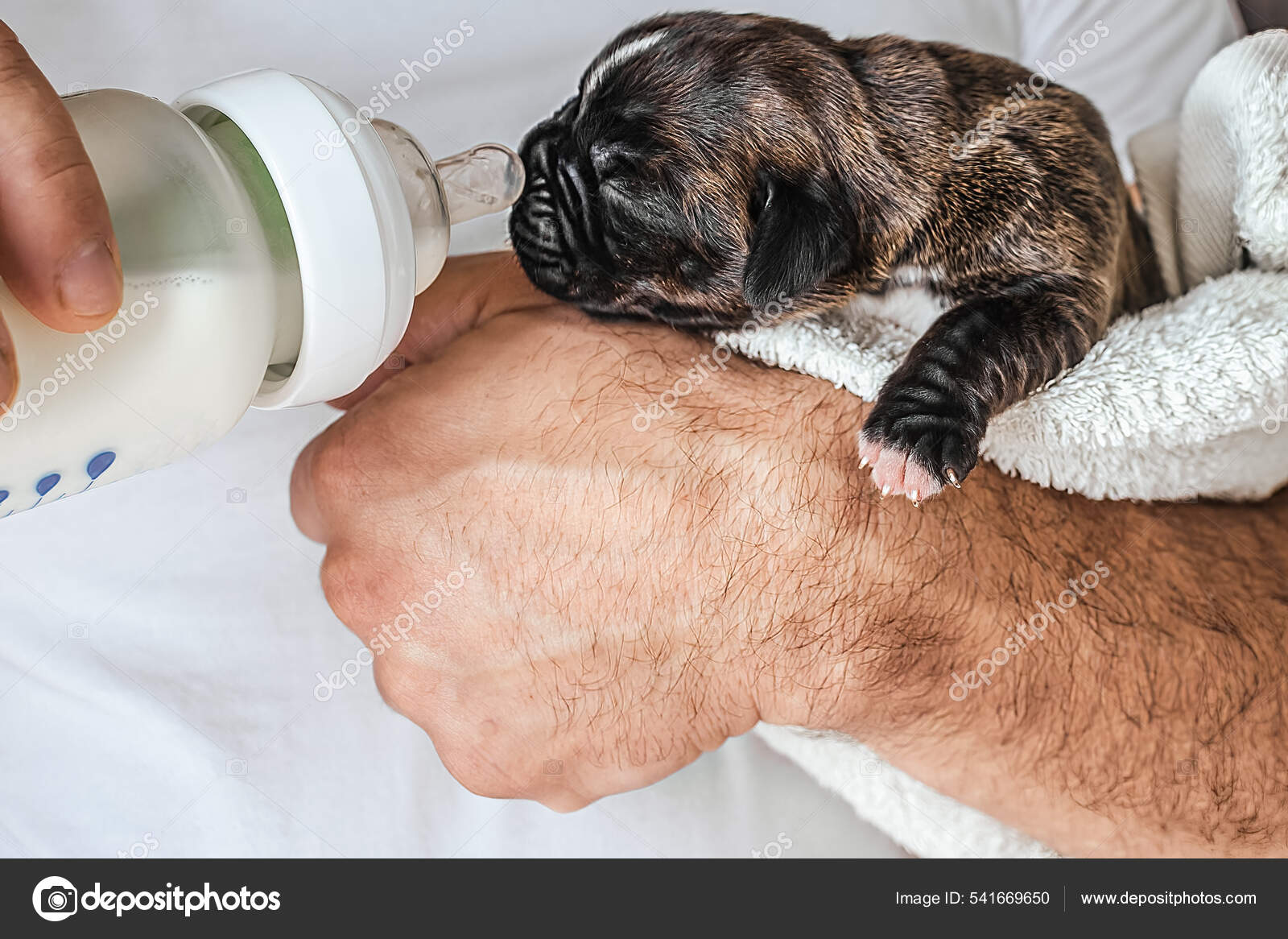 Newborn Baby Boxer Puppies