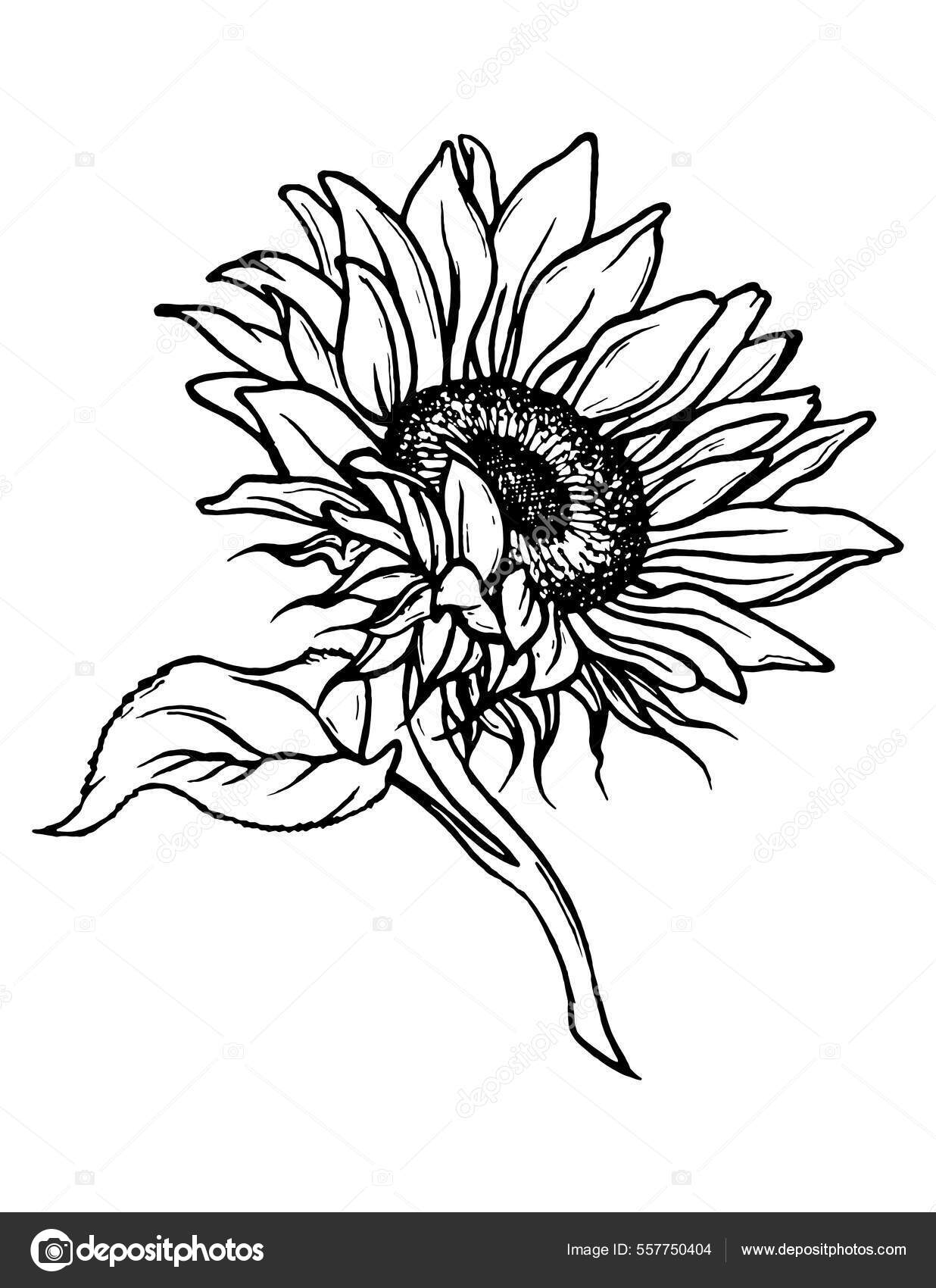 Sketsa Bunga Matahari