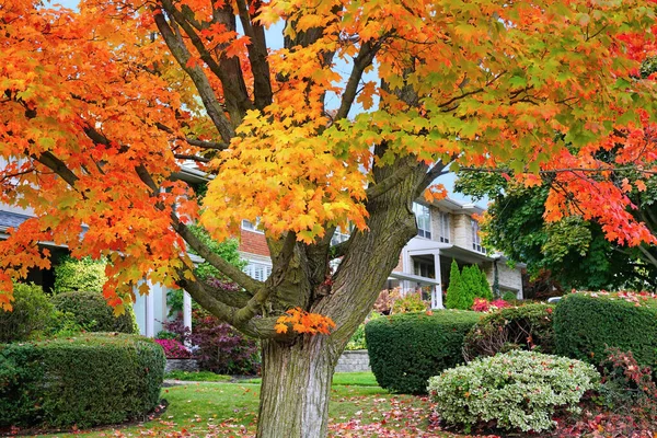 Canadian maple tree Stock Photos, Royalty Free Canadian maple tree ...