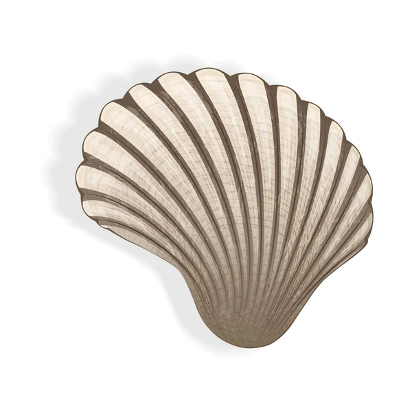 Lapa concha fotos de stock, imágenes de Lapa concha sin royalties ...