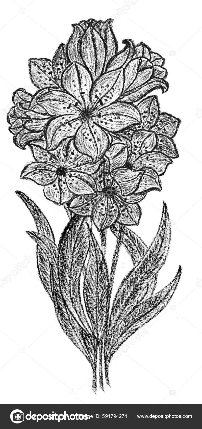 Vintage Drawing Old Plant — Stock Photo © Helenaa #591794274